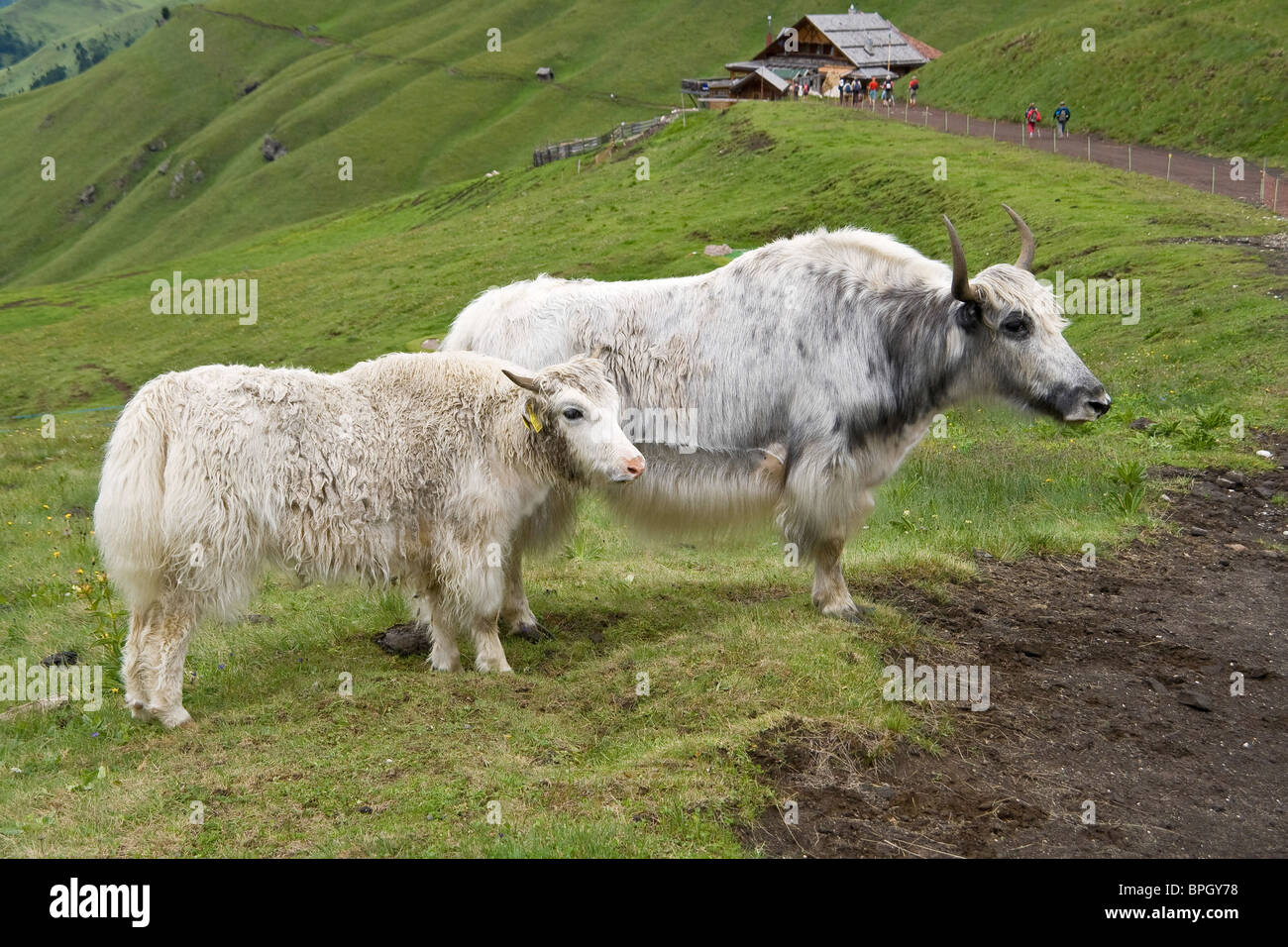 White yak hair hi-res stock photography and images - Alamy