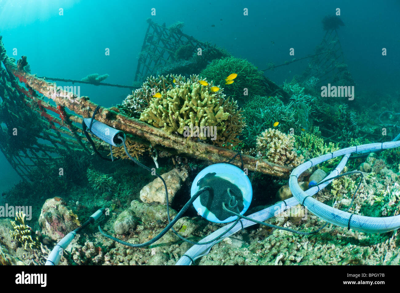 Biorock High Resolution Stock Photography and Images - Alamy