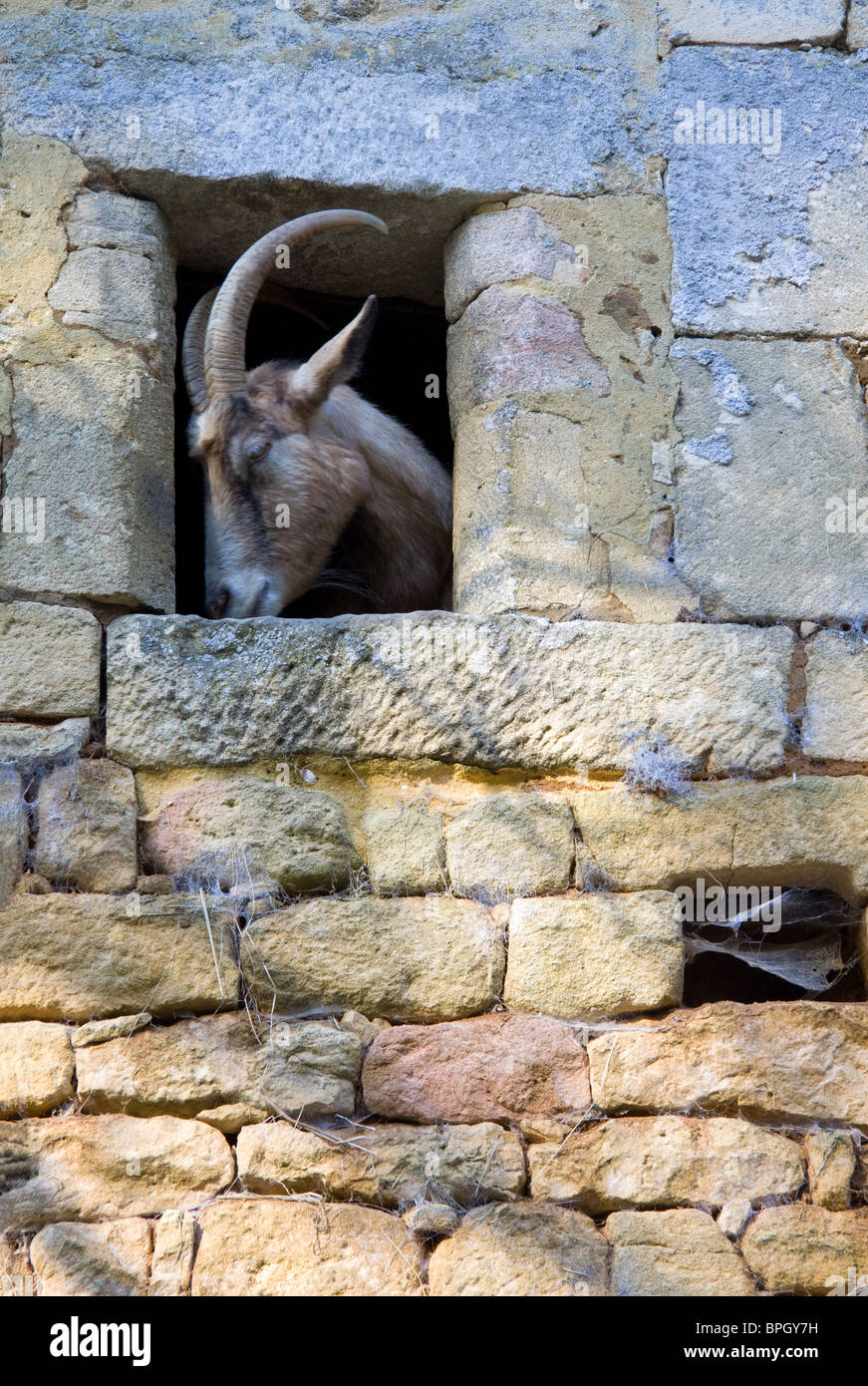 A goat framed in a window Stock Photo - Alamy