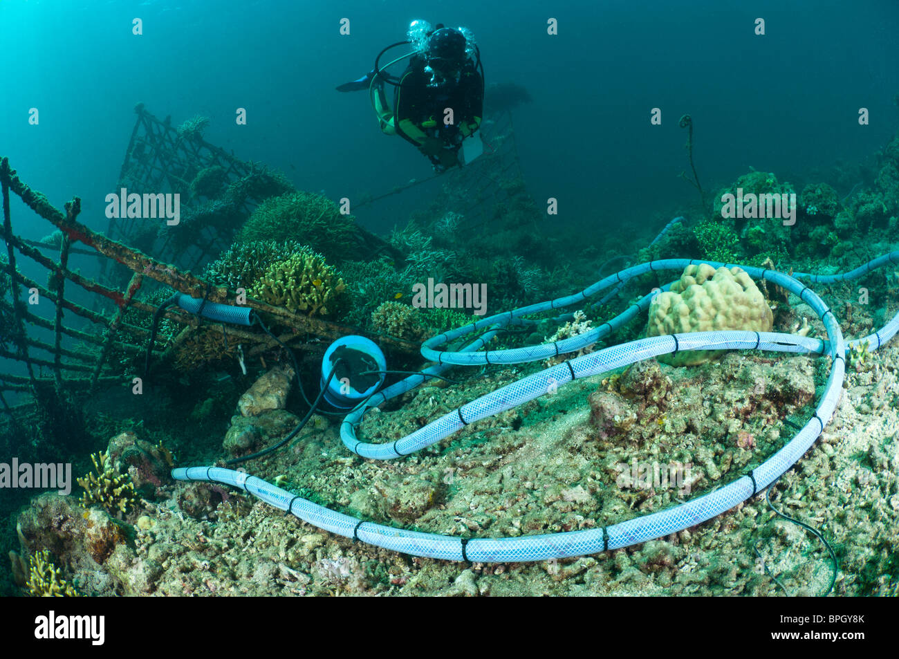A diver examining a Biorock structure, Pemuteran, Bali, Indonesia Stock ...