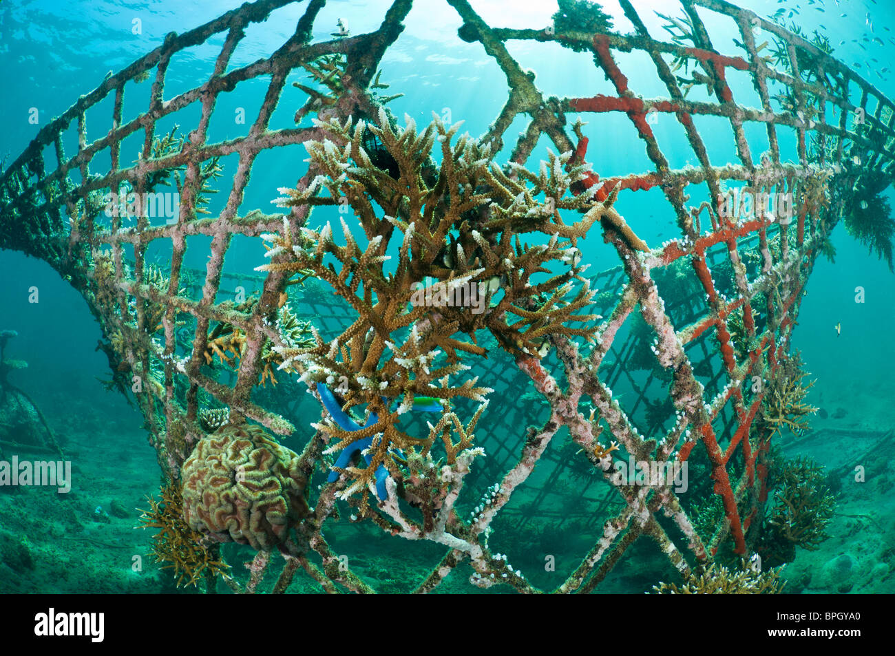 Healthy hard corals growing on a Biorock reef restoration structure ...
