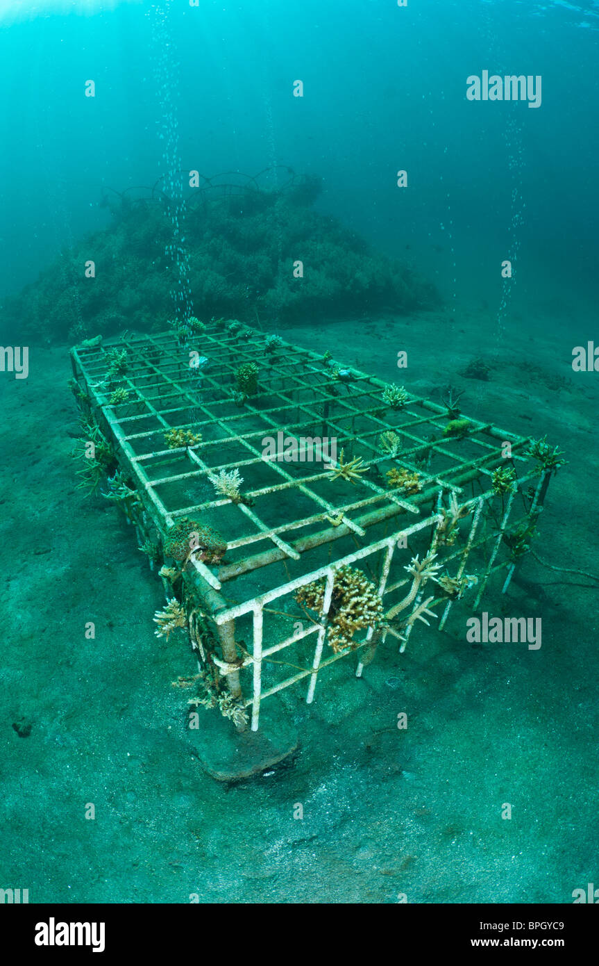 A Biorock structure, Pemuteran, Bali, Indonesia Stock Photo - Alamy