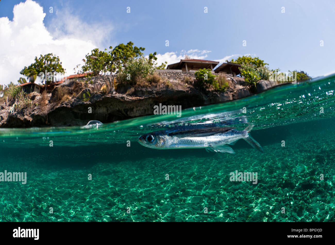 Flying fish hi-res stock photography and images - Alamy