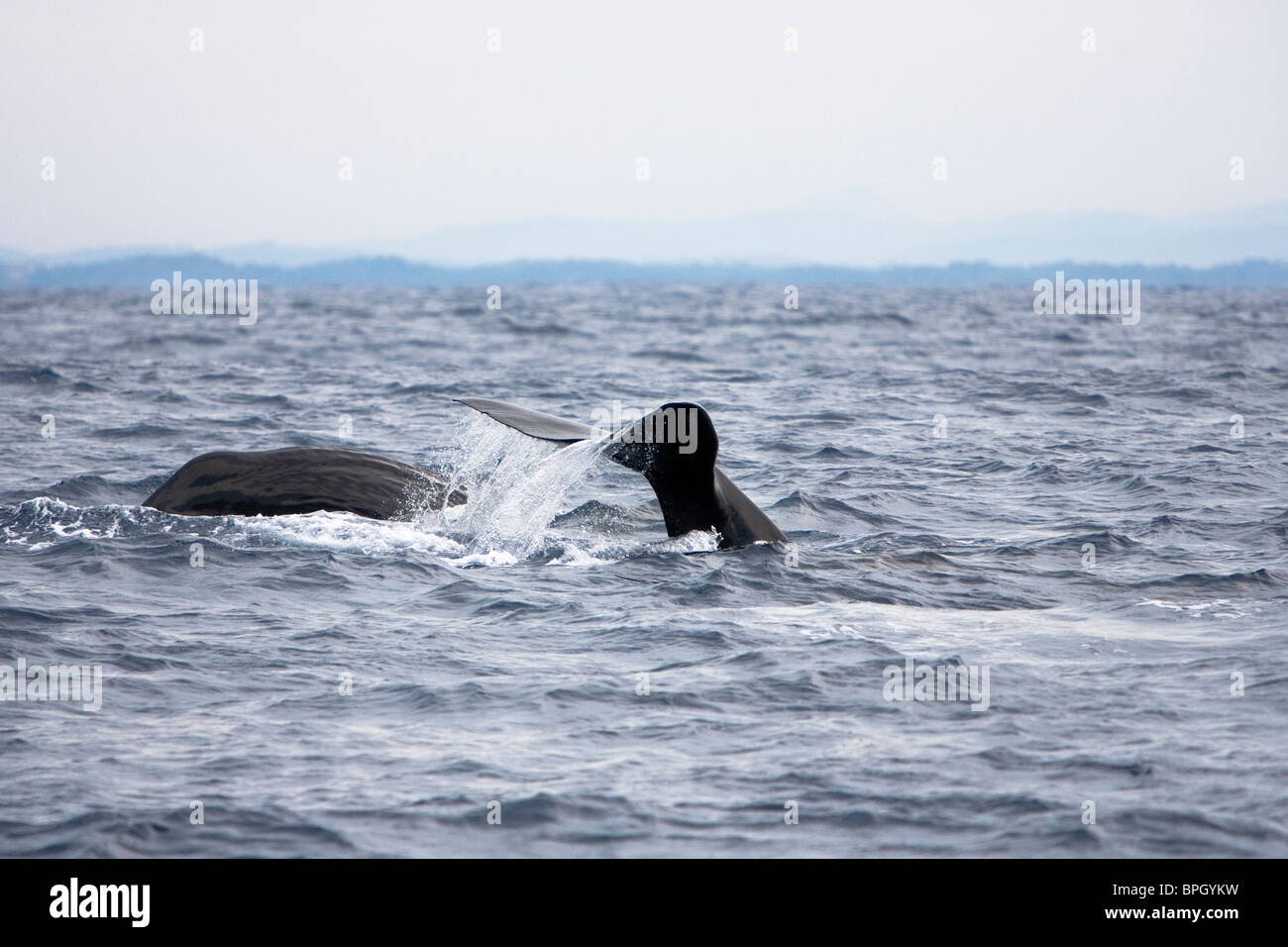 Sperm whales hi-res stock photography and images - Alamy