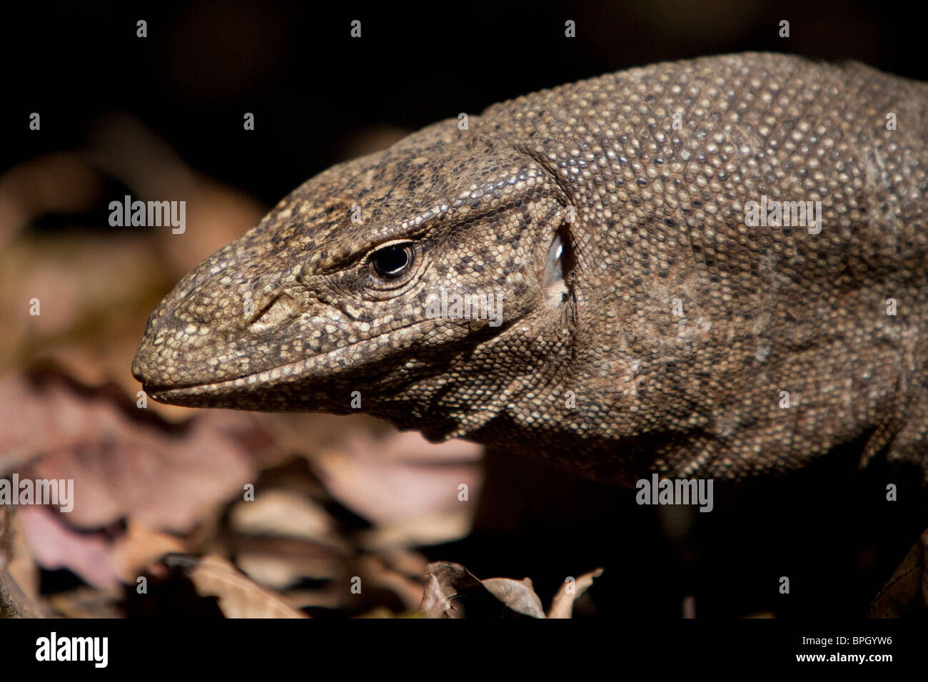 Land monitor, Varanus bengalensis, Bengal monitor Sri Lanka Yala ...