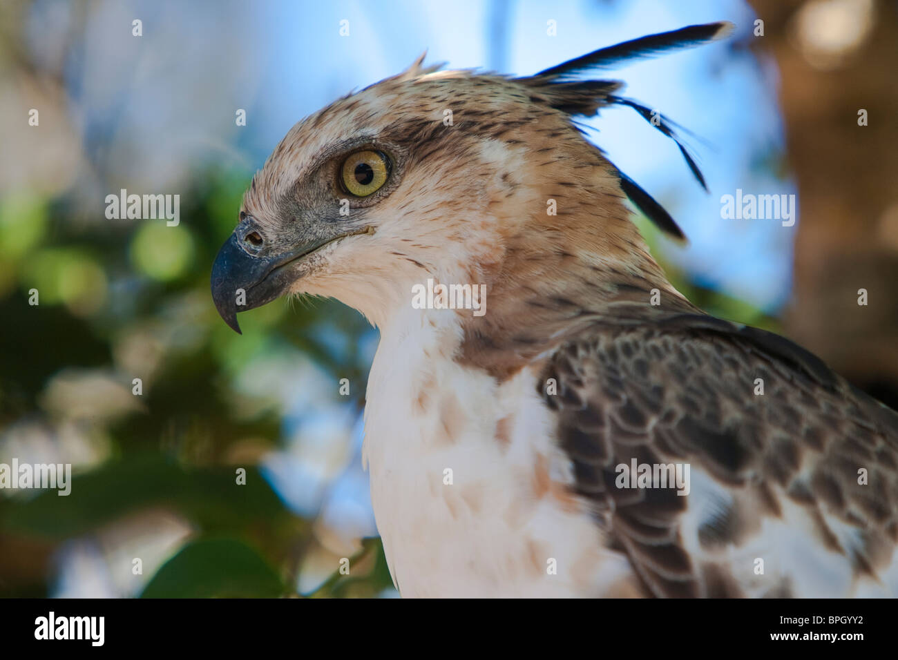 Changeable Hawk Eagle, Crested Hawk Eagle, Spizaetus cirrhatus, Einfarb ...