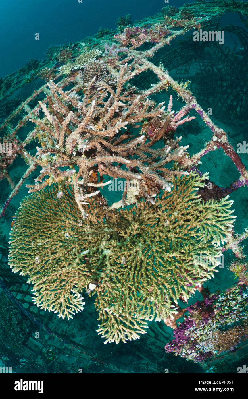 Healthy hard corals growing on a Biorock reef restoration structure ...