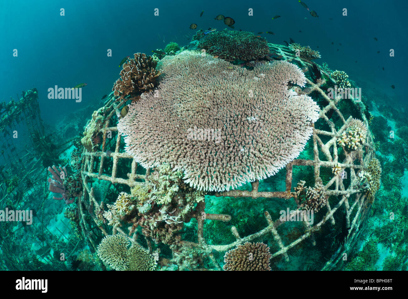 Healthy hard corals growing on a Biorock reef restoration structure ...