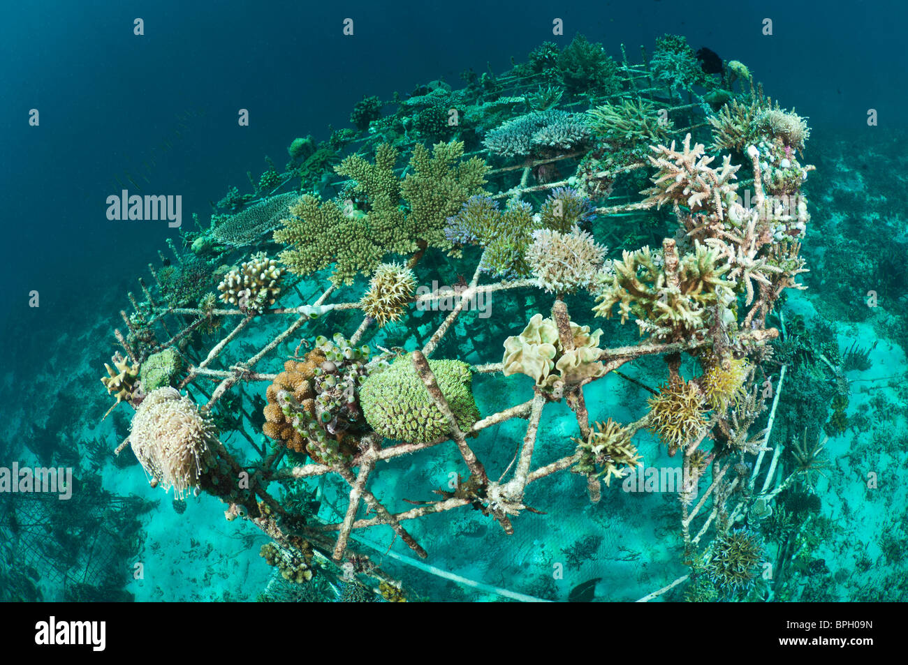 Healthy hard corals growing on a Biorock reef restoration structure ...