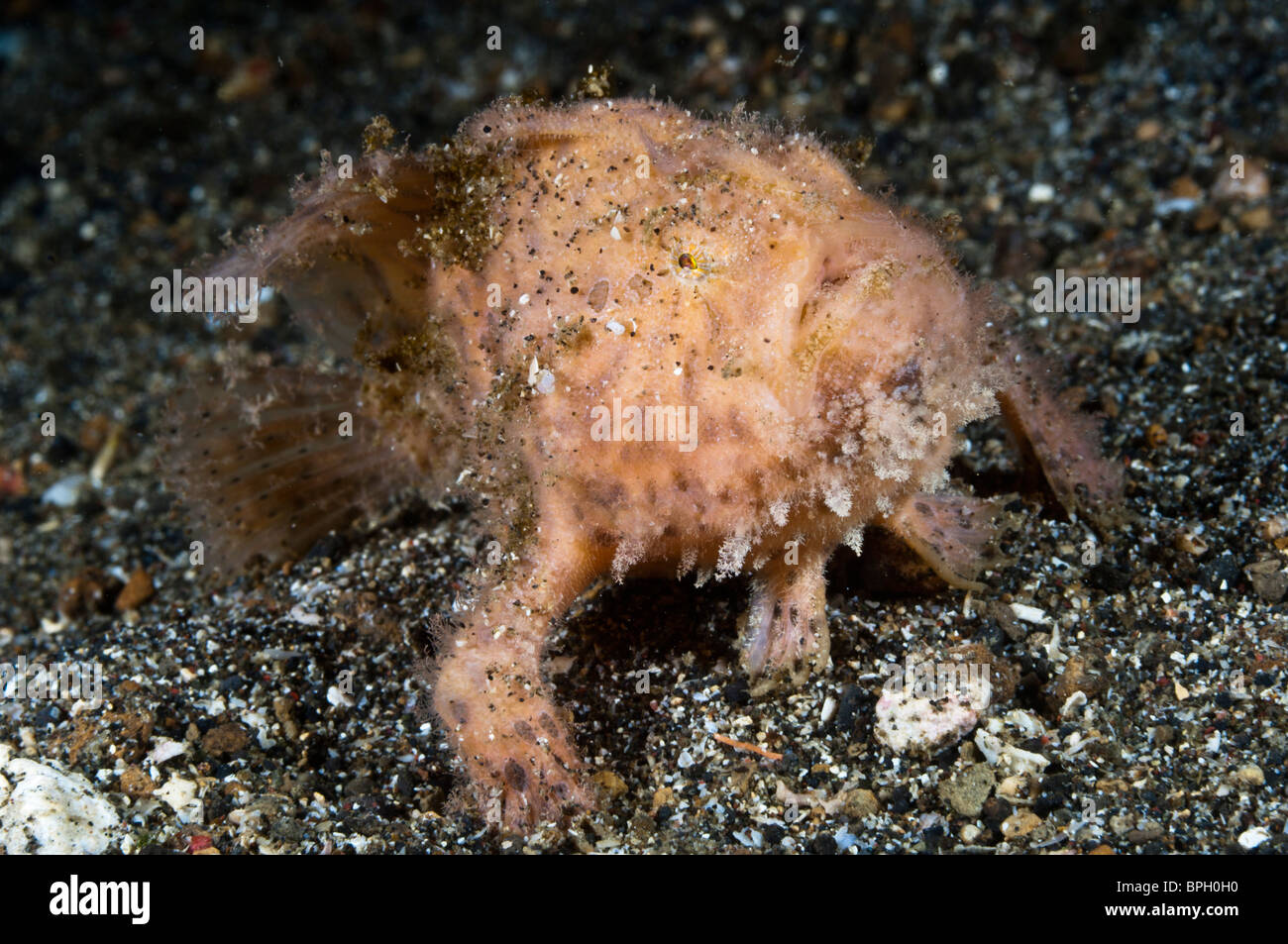 Hairy or striated frogfish, Lembeh Strait, Sulawesi, Indonesia Stock ...