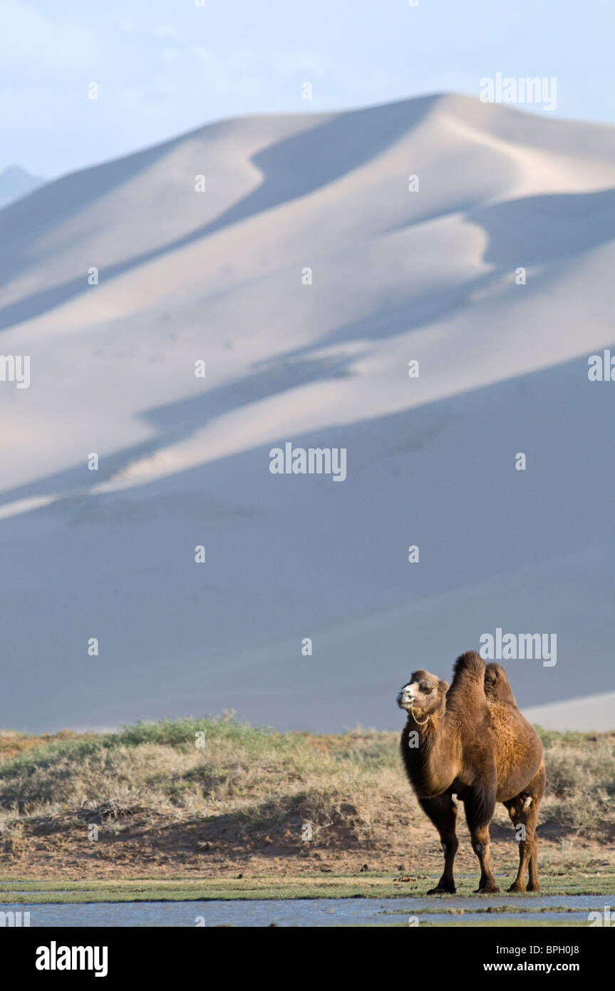 Gobi desert camel hi-res stock photography and images - Alamy