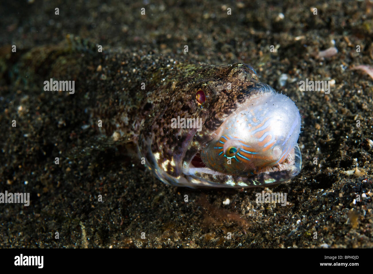Lizardfish eating a pufferfish, Lembeh Strait, Sulawesi, Indonesia ...