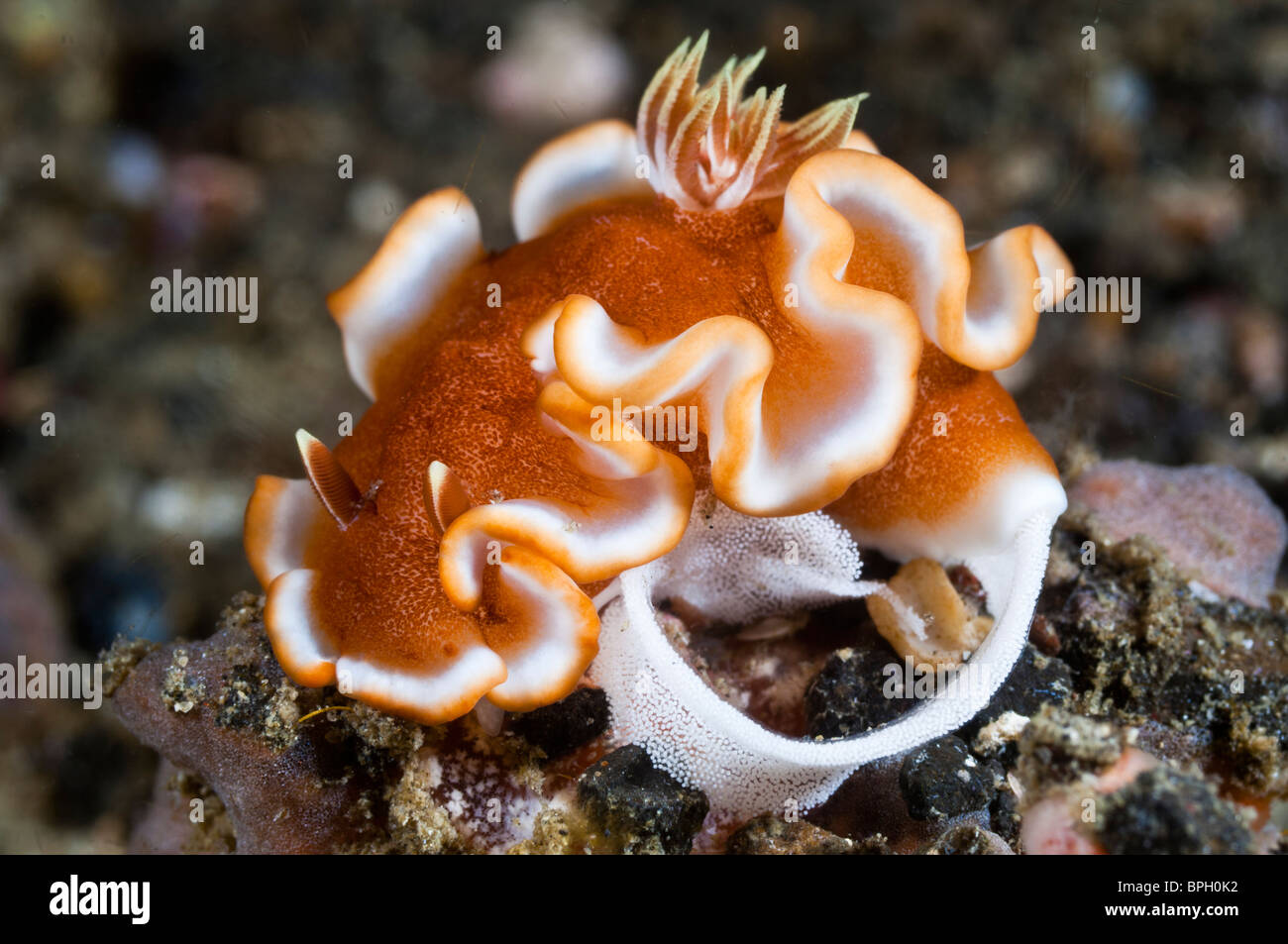 Nudibranch egg hi-res stock photography and images - Alamy