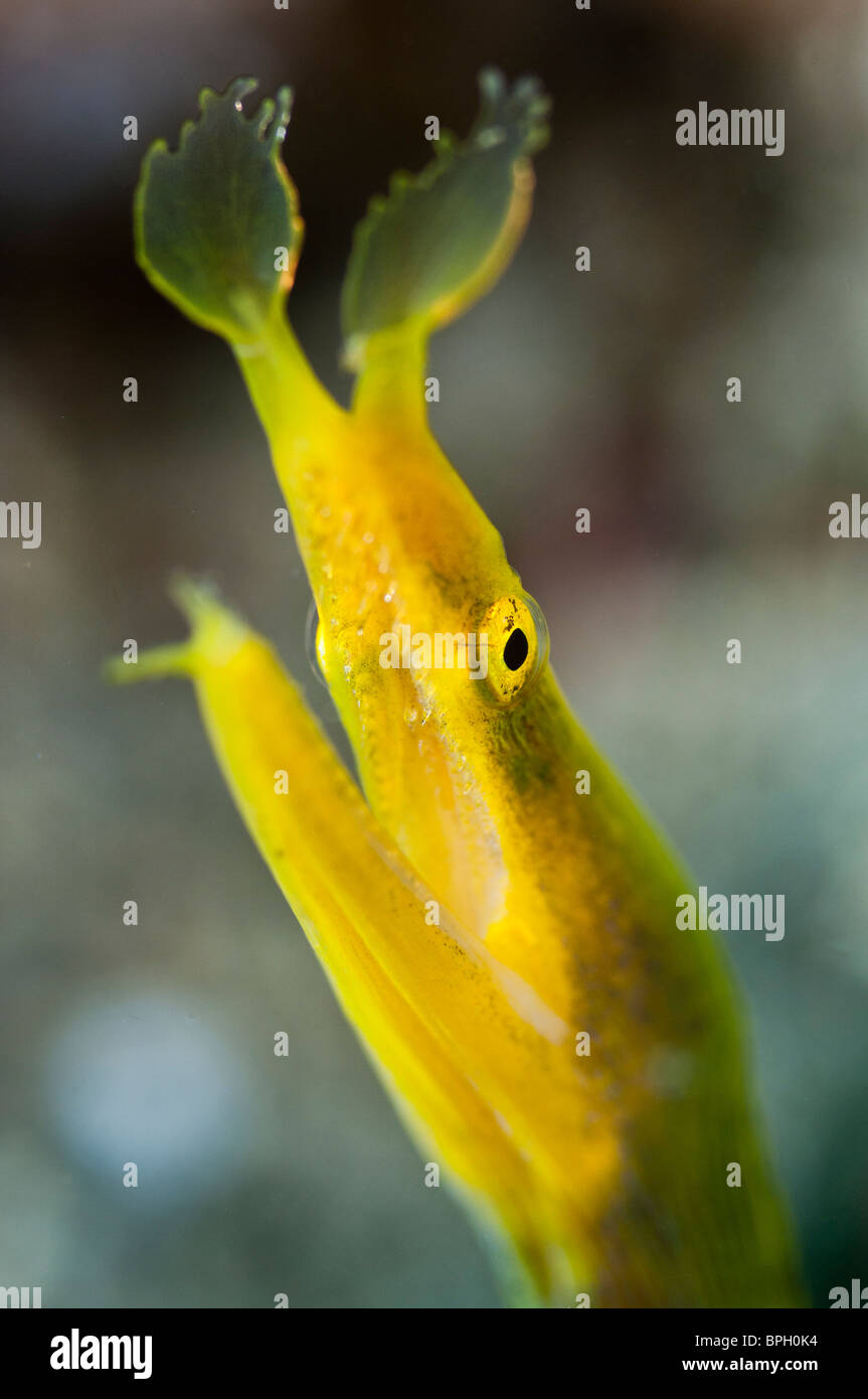 Yellow ribbon eel, Lembeh Straits, Sulawesi, Indonesia Stock Photo - Alamy