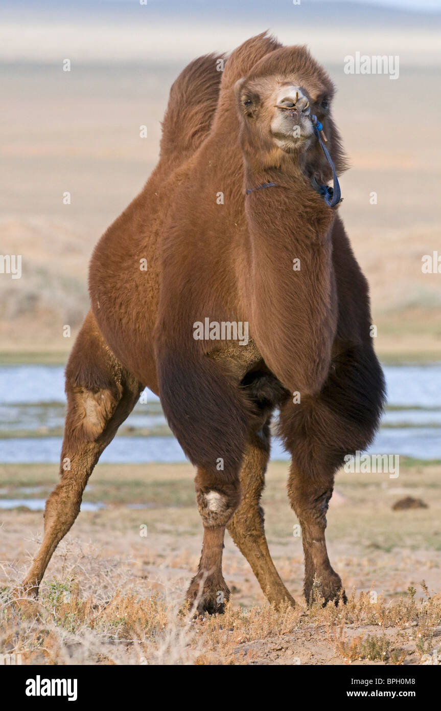 Domesticated camel hi-res stock photography and images - Alamy