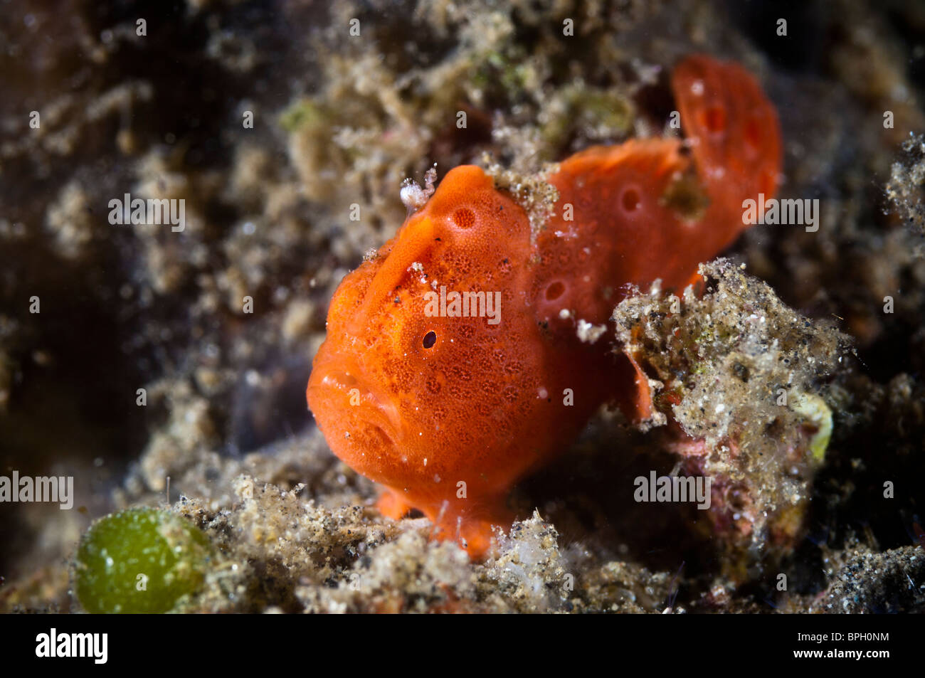 Baby Frogfish