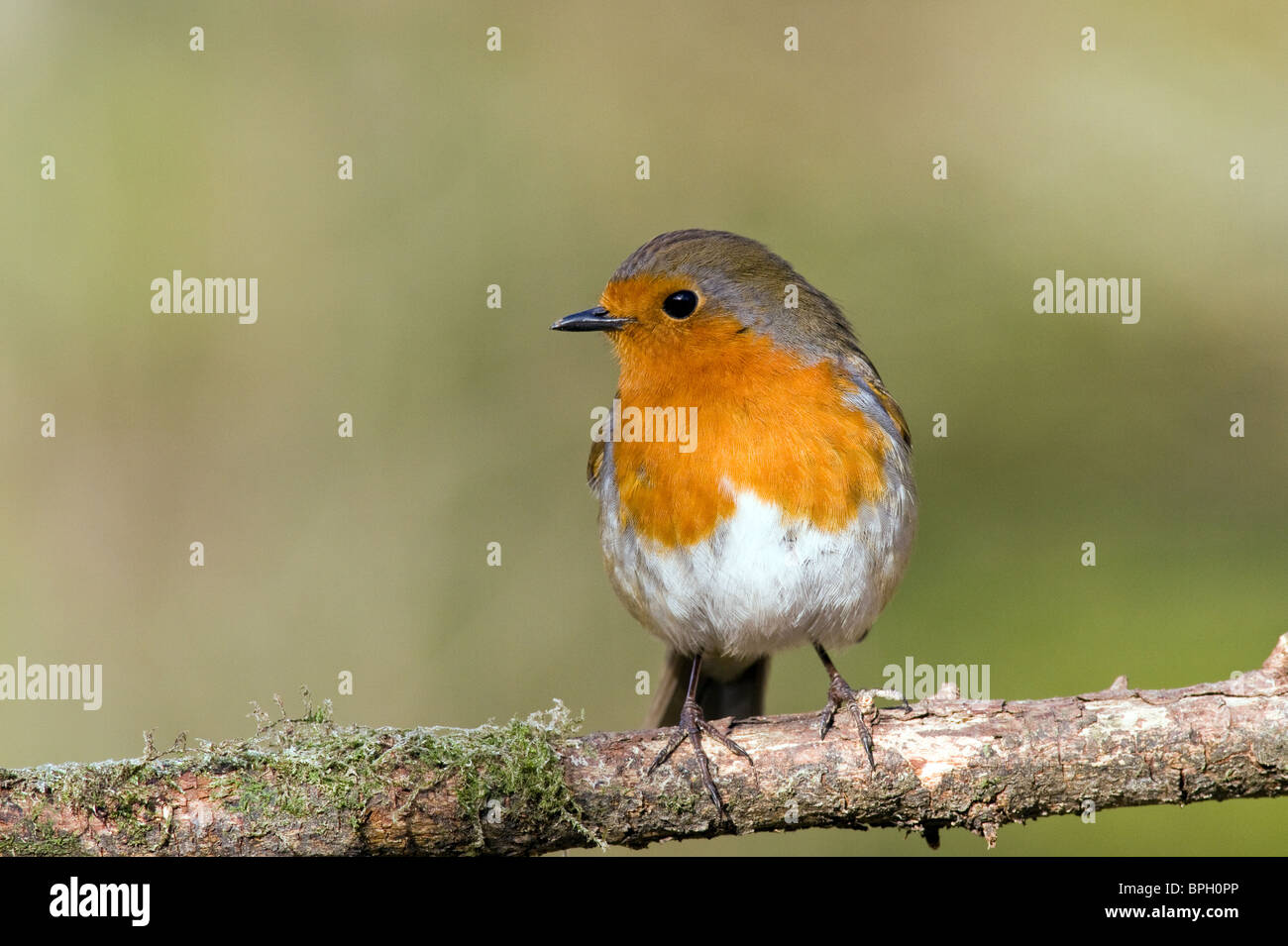 Garden bird ireland hi-res stock photography and images - Alamy
