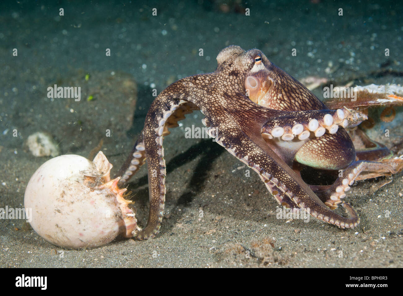 Octopus with shell hi-res stock photography and images - Alamy
