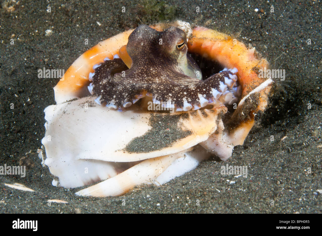 Veined octopus assessing a shell for its suitability as a home, Lembeh ...