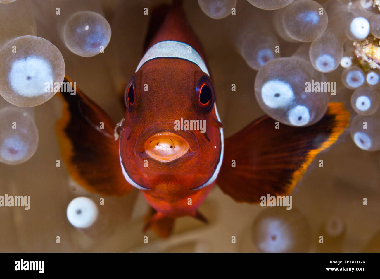 Spinecheek anemonefish with a Cymothoa parasite in its mouth, Lembeh ...