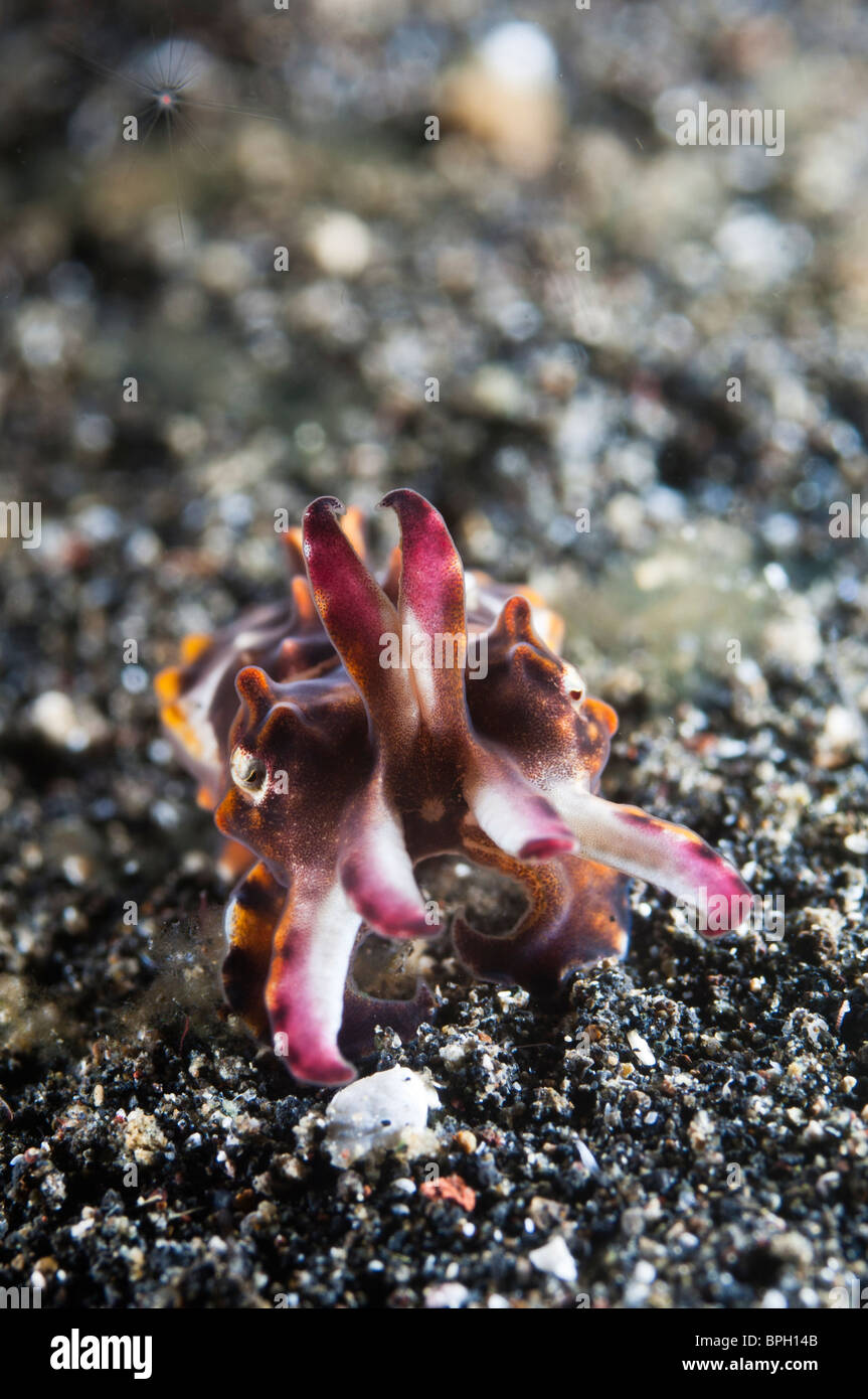 Juvenile flamboyant cuttlefish, Lembeh Strait, Sulawesi, Indonesia ...
