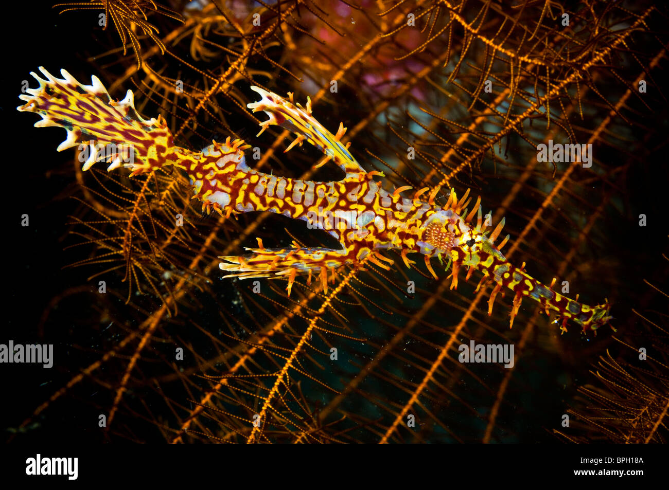 Lembeh macro hi-res stock photography and images - Alamy