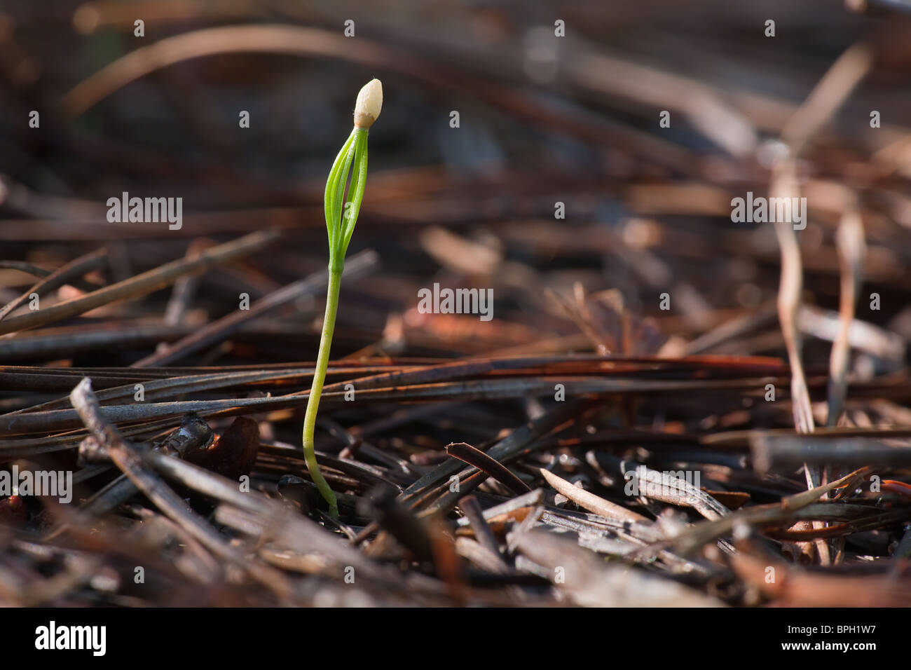 Tiny sapling hi-res stock photography and images - Alamy