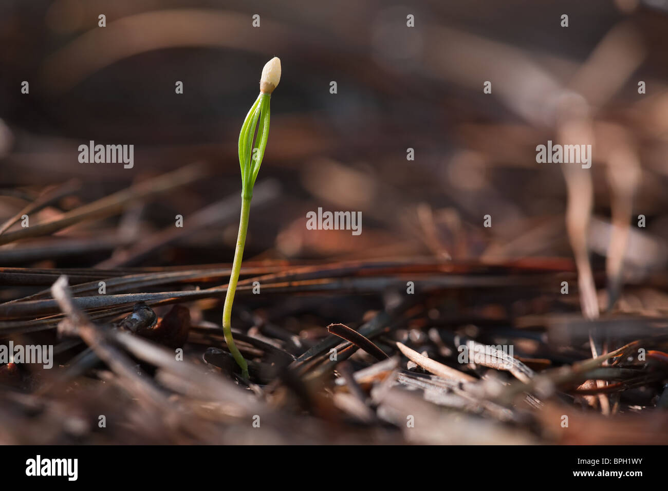 Growing Sapling close up Stock Photo - Alamy