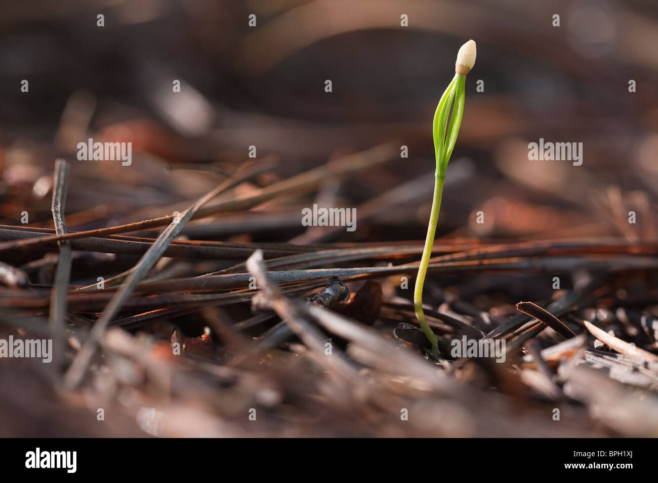 Small Evergreen Tree High Resolution Stock Photography and Images - Alamy