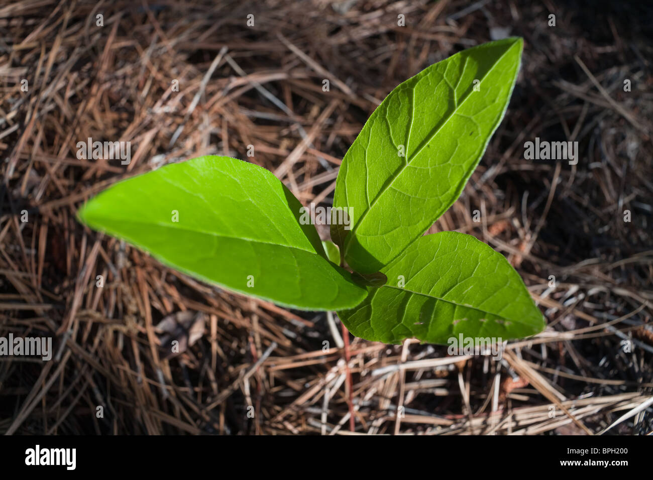 Small Evergreen Tree High Resolution Stock Photography and Images - Alamy