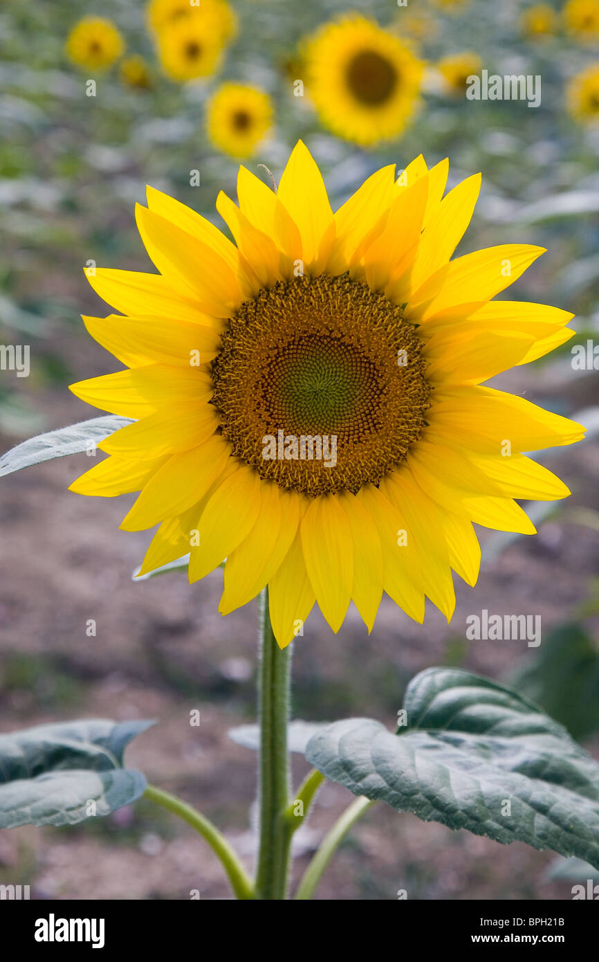 Sunflower Sunburst Stock Photos & Sunflower Sunburst Stock Images - Alamy