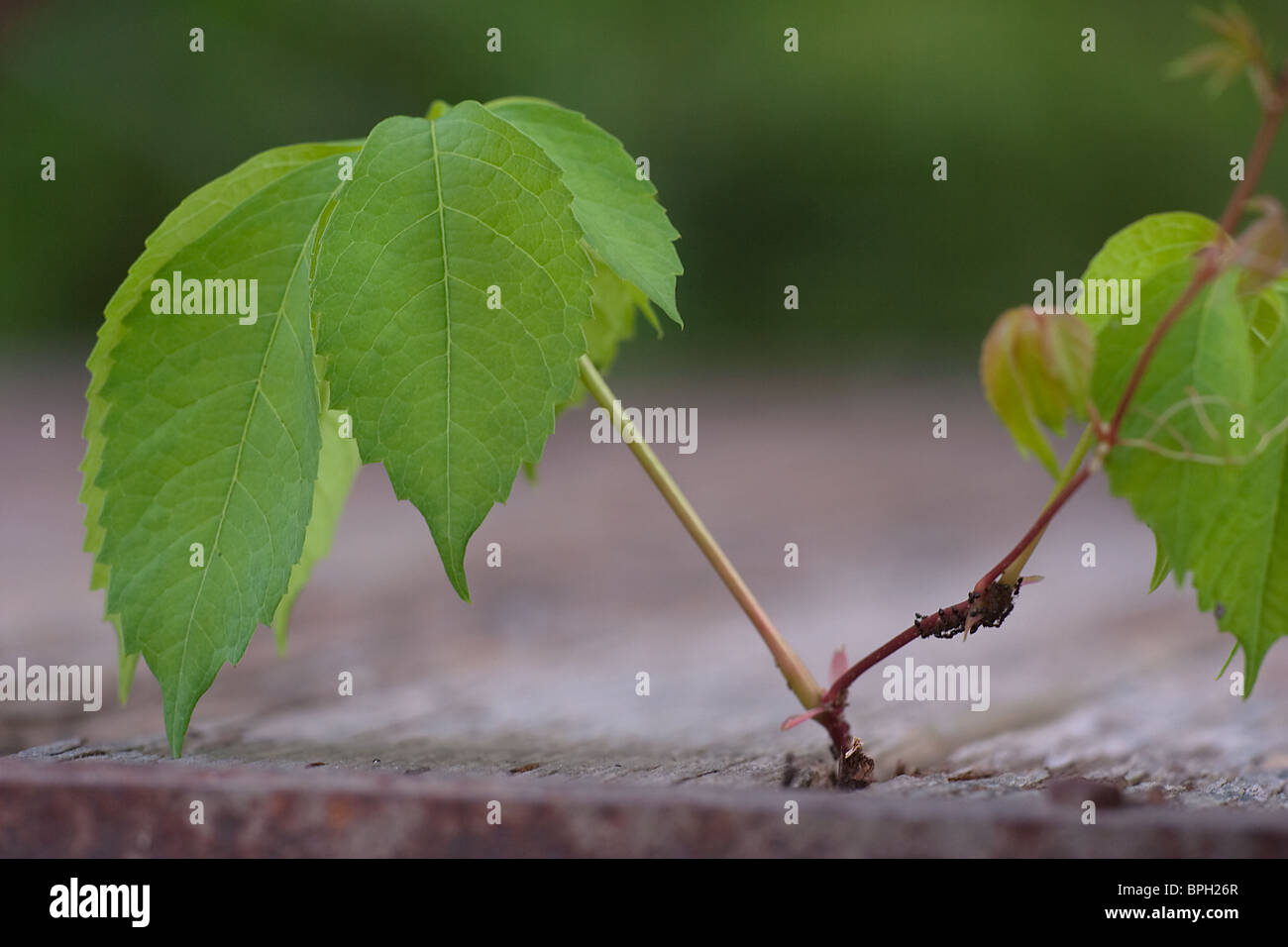 Growing Sapling close up Stock Photo - Alamy