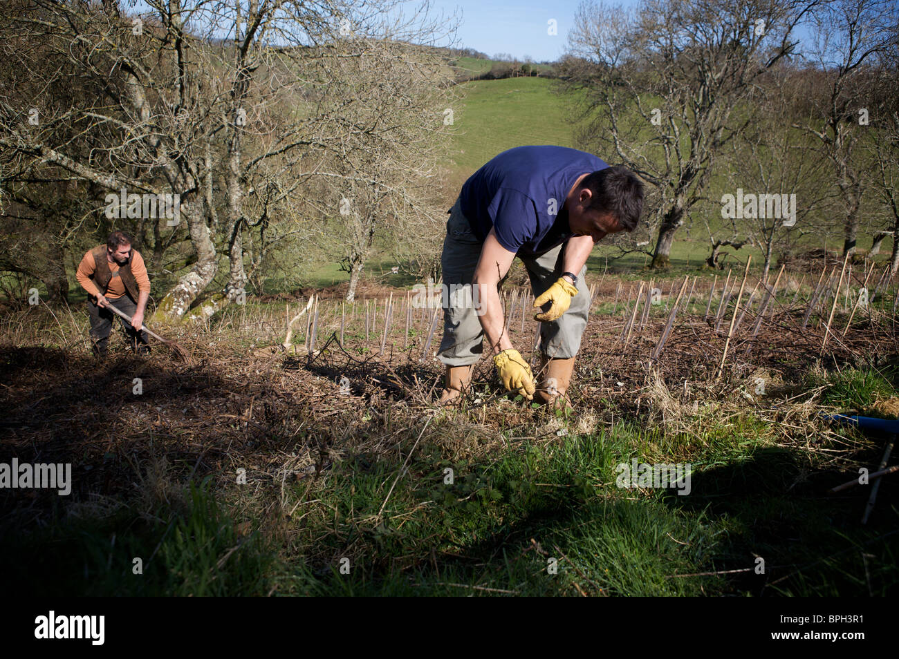 Two men planting broad leaf trees on Devon hillside Stock Photo - Alamy