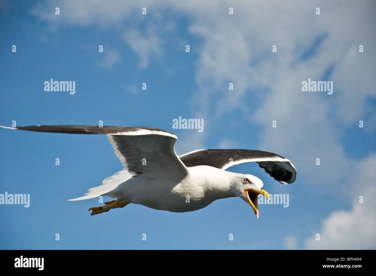 Angry seagull hi-res stock photography and images - Alamy