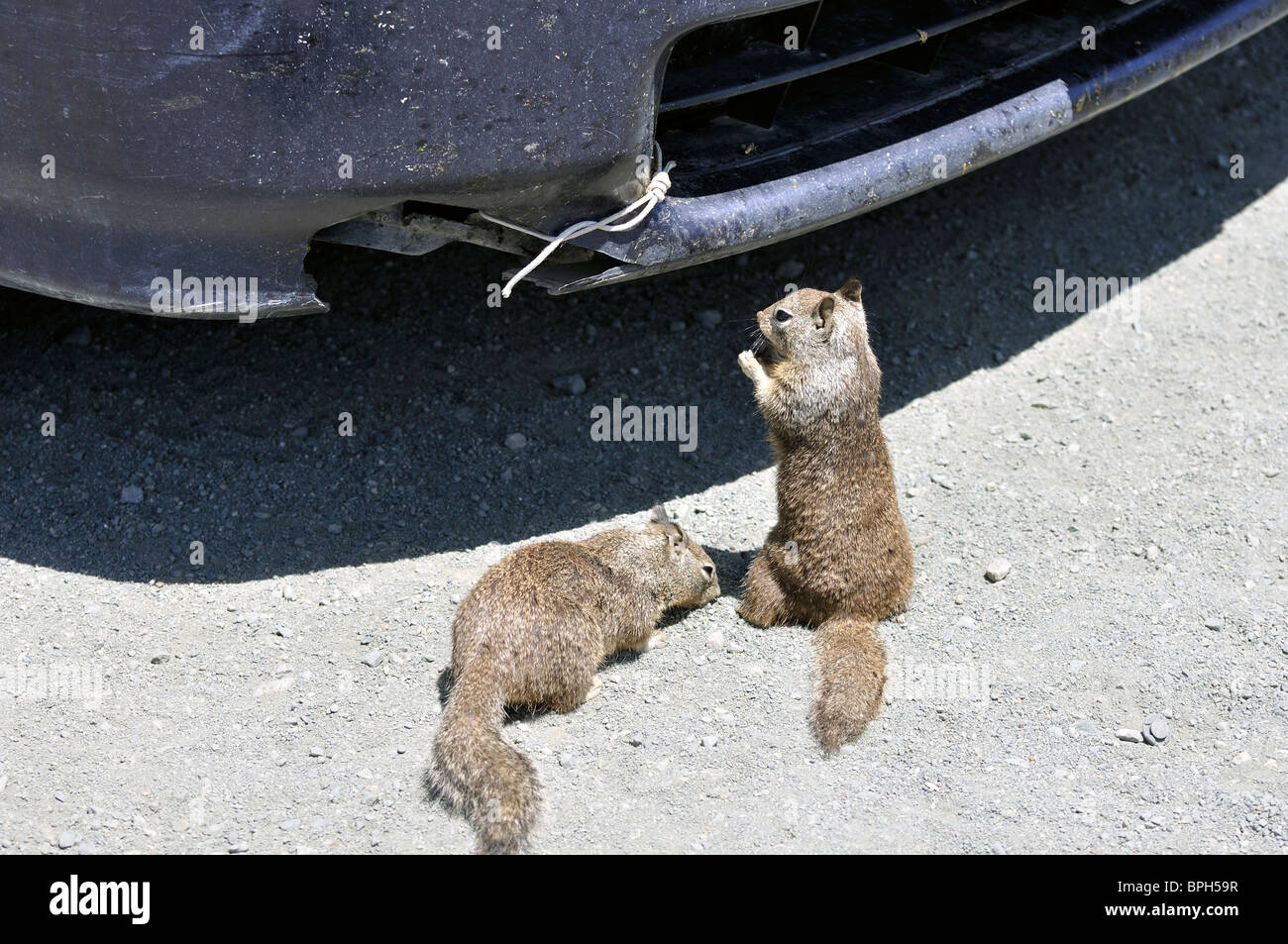 Squirrel trying to get inside the car engine Stock Photo - Alamy