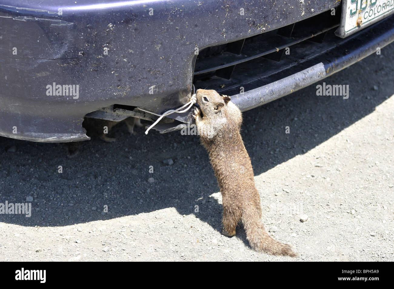 Squirrel trying to get inside the car engine Stock Photo - Alamy