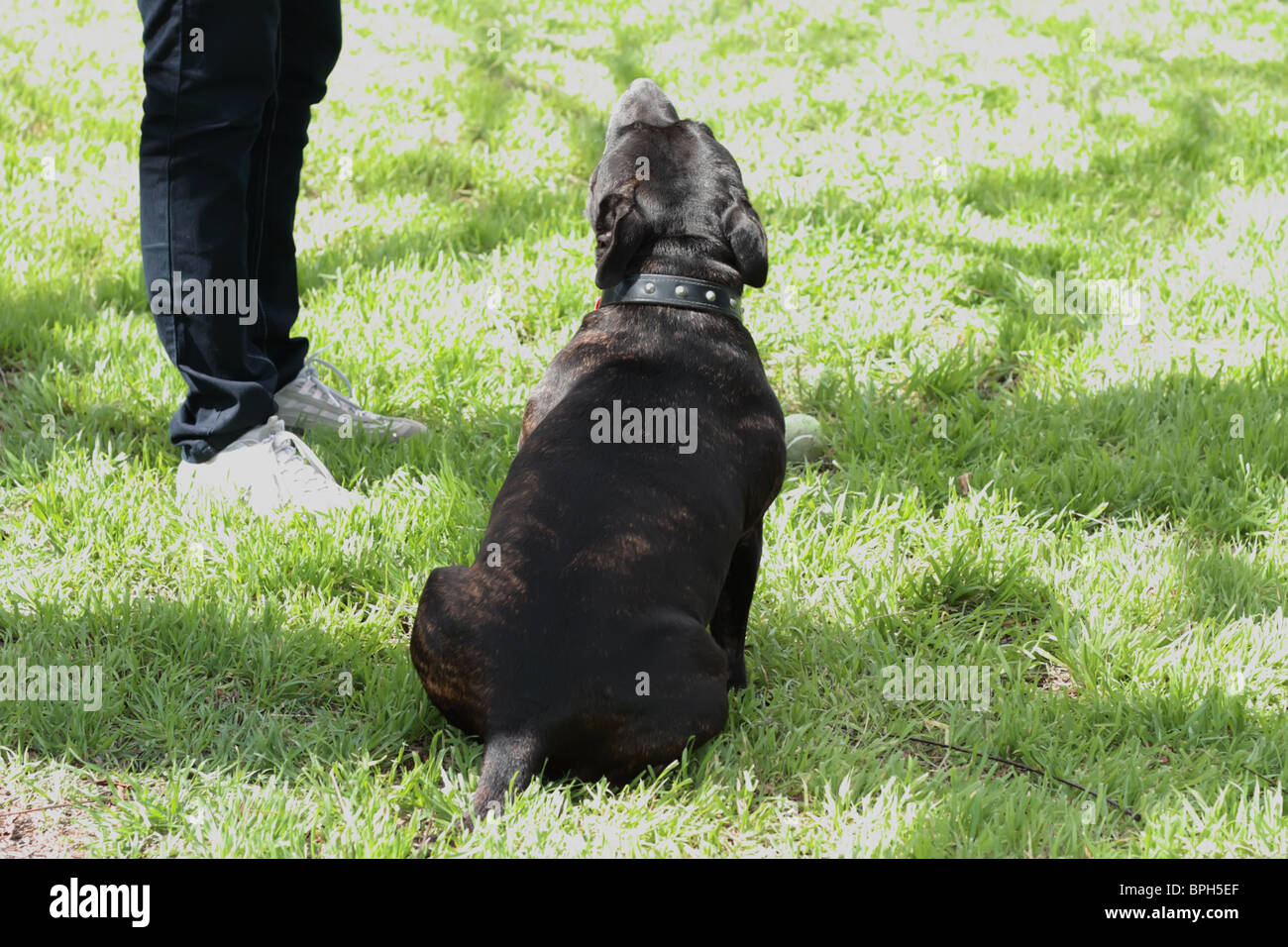 Dog in Training Stock Photo - Alamy