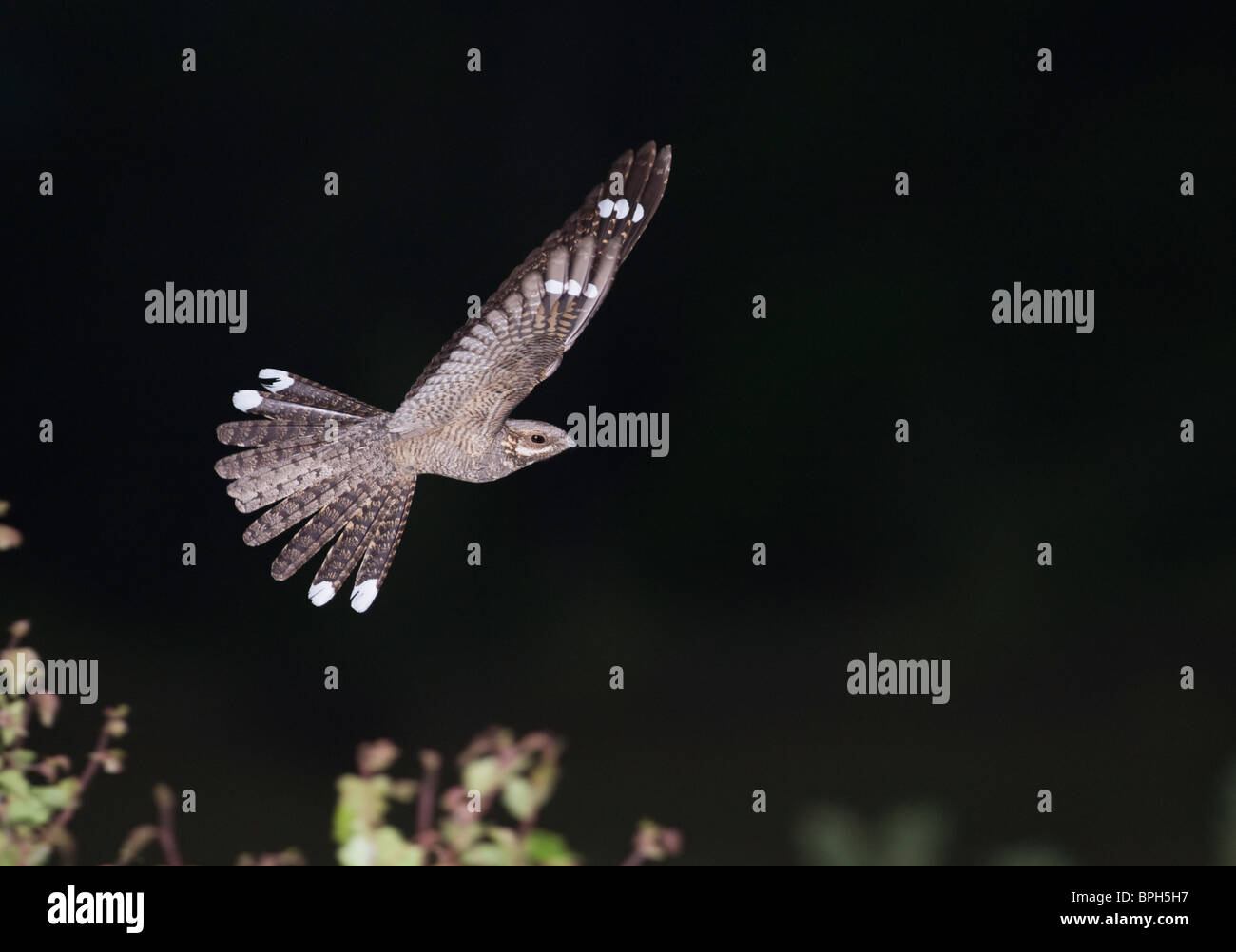 Nightjar bird hi-res stock photography and images - Alamy