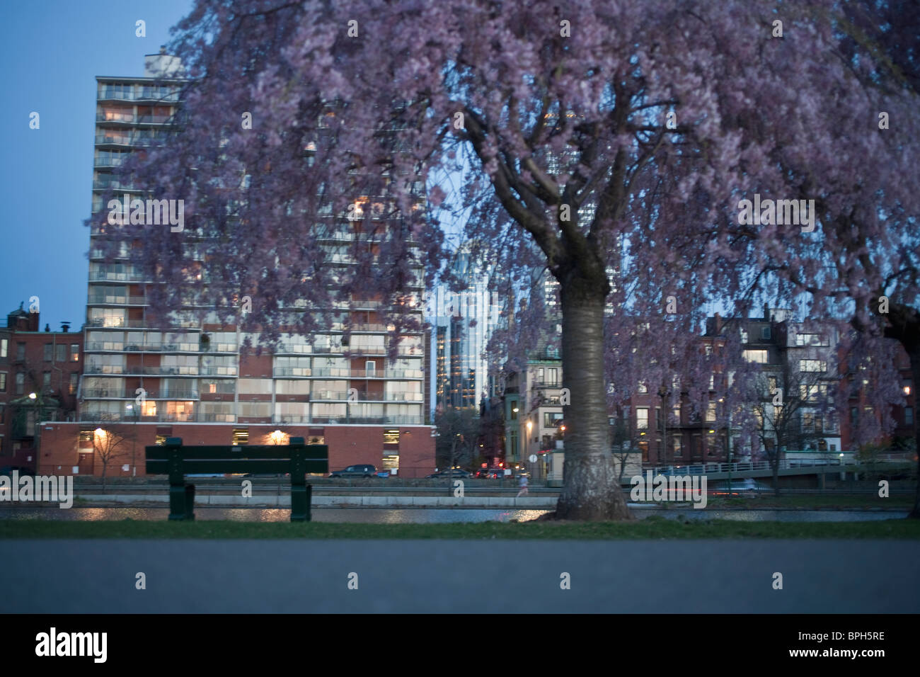Cherry blossom tree suffolk county hi-res stock photography and images ...