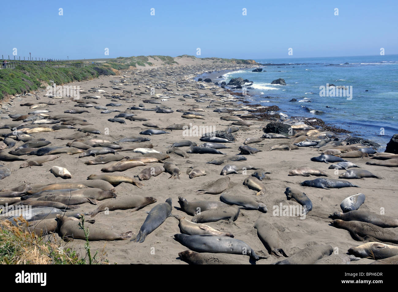 Elephant seals colony during molting period, Piedras Blancas beach ...
