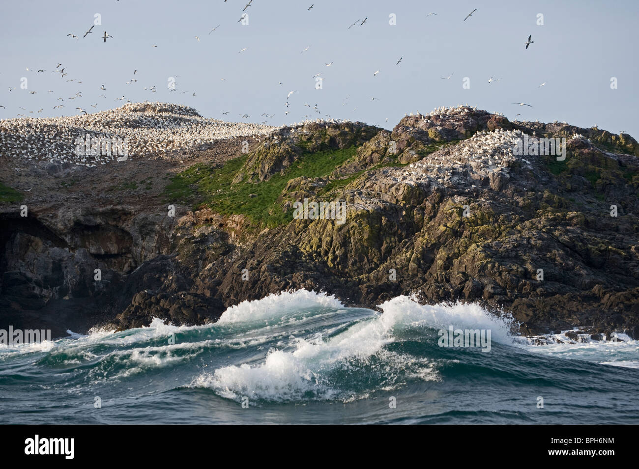 Grassholm island gannet hi-res stock photography and images - Alamy