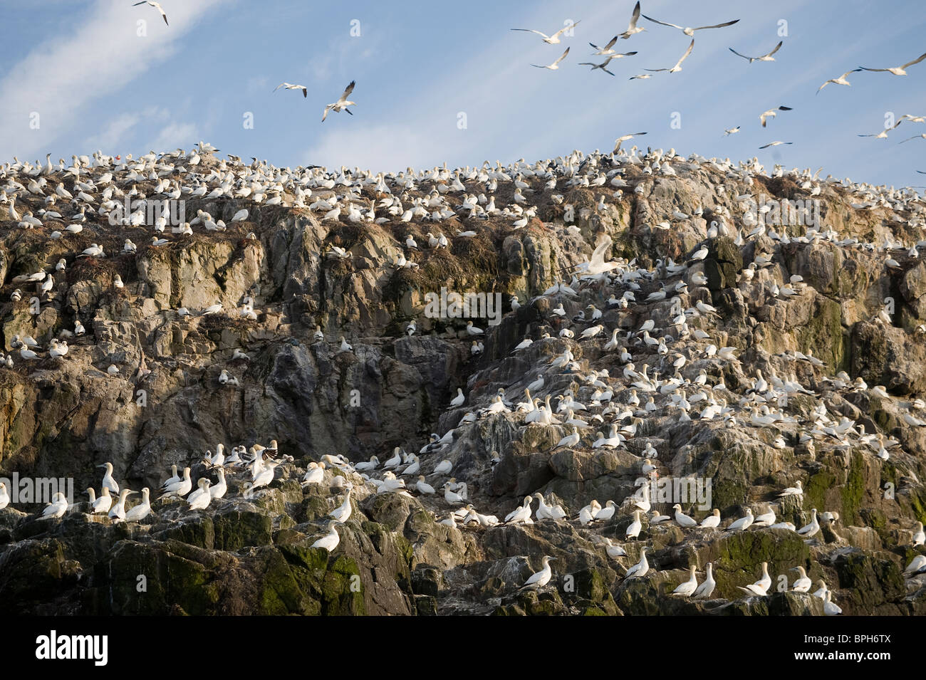 Grassholm Island Gannet High Resolution Stock Photography and Images ...