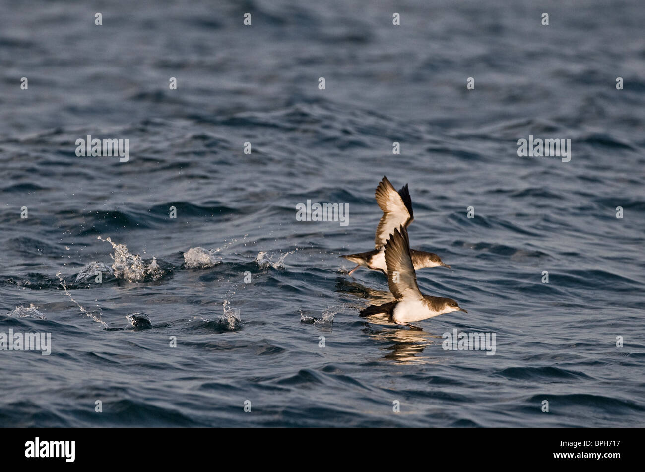Manx Shearwaters Puffinus puffinus in St Bride's Bay off Skomer Island ...