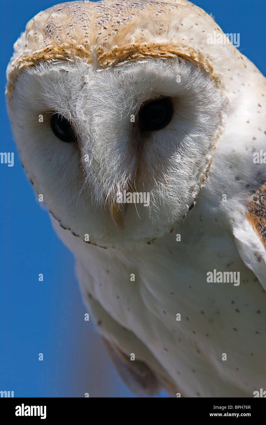 A photo of a European Barn Owl Stock Photo - Alamy