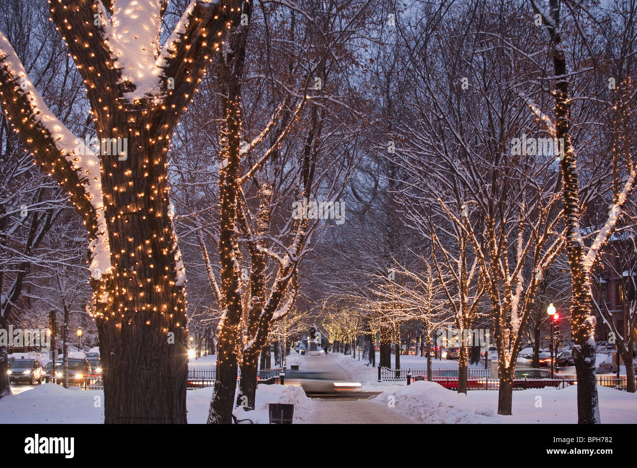 Decorated trees along an avenue in winter, Commonwealth Avenue, Boston ...