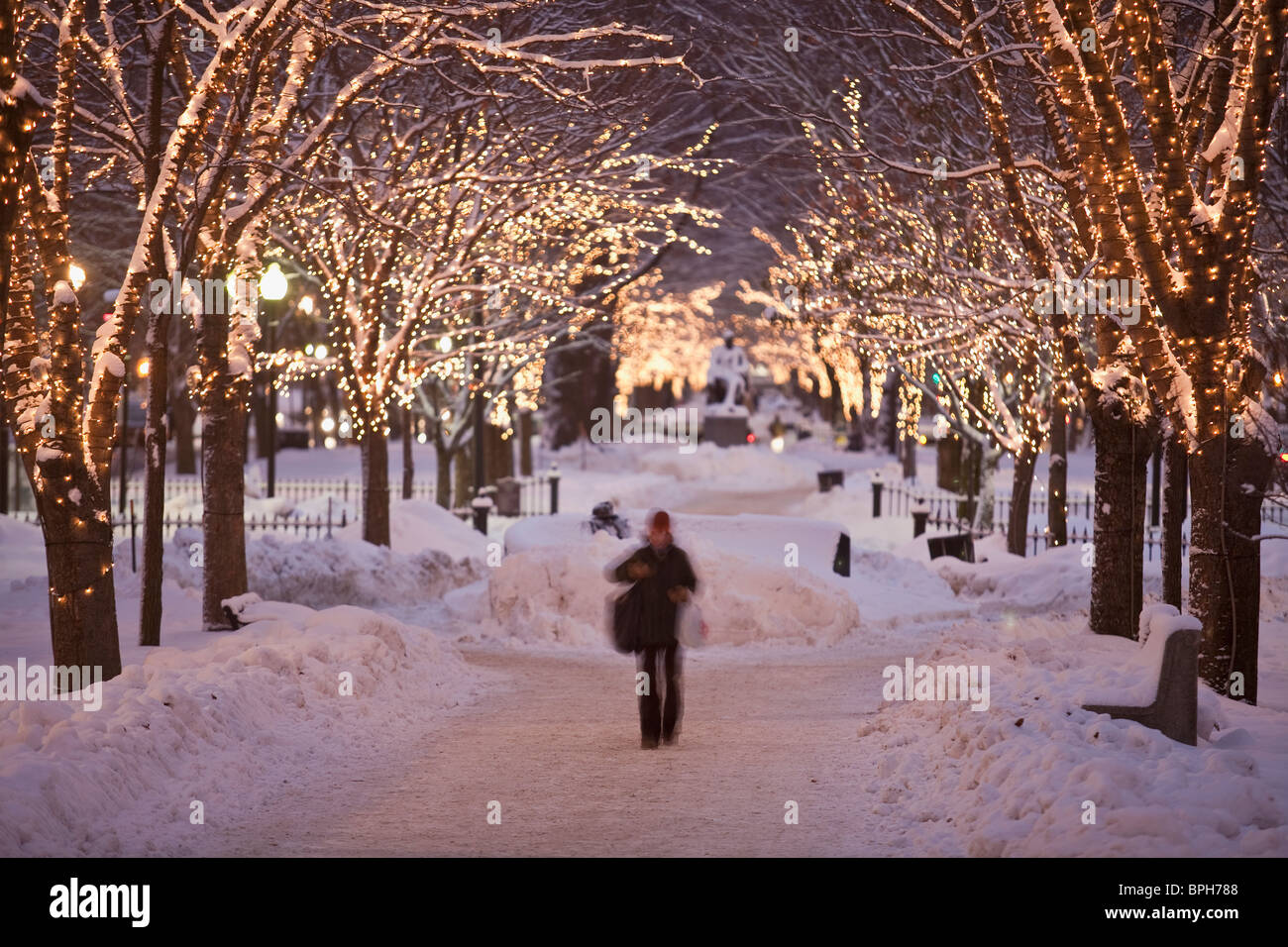 Decorated trees along an avenue in winter, Commonwealth Avenue, Boston ...