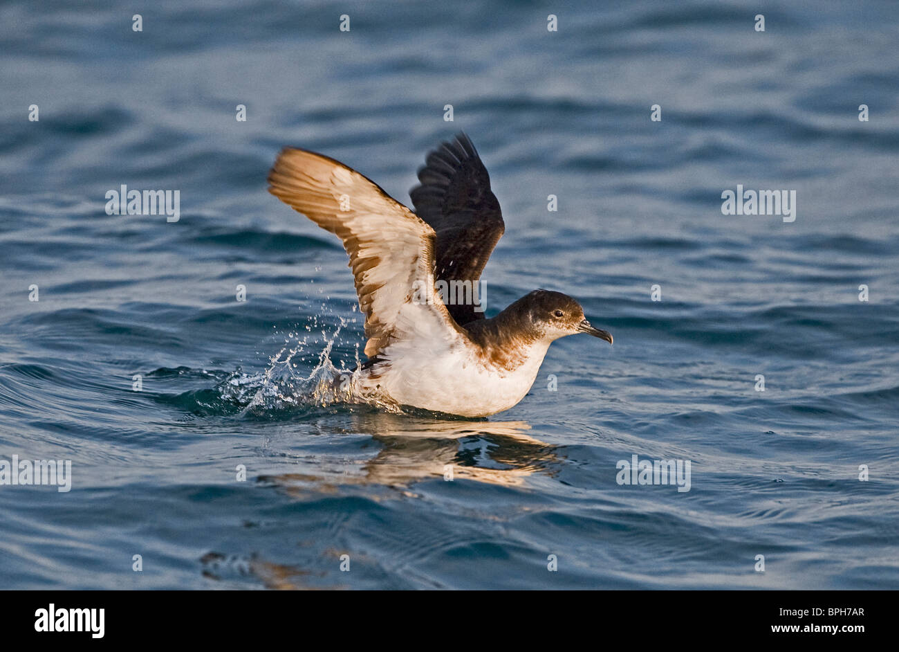 Manx Shearwater Puffinus puffinus in St Bride's Bay off Skomer Island ...