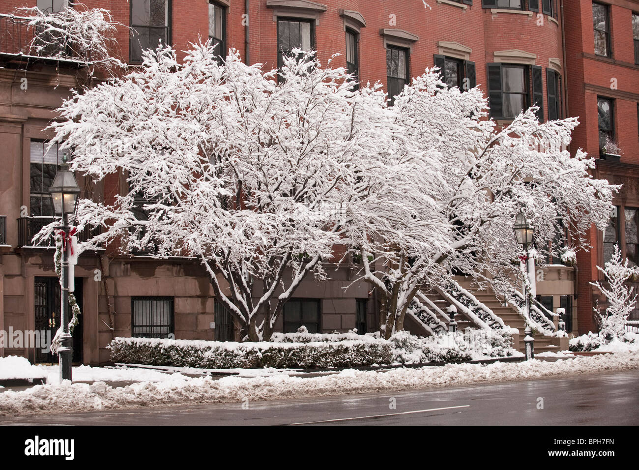 Snow covered trees in front of brownstones, Beacon Street, Boston ...