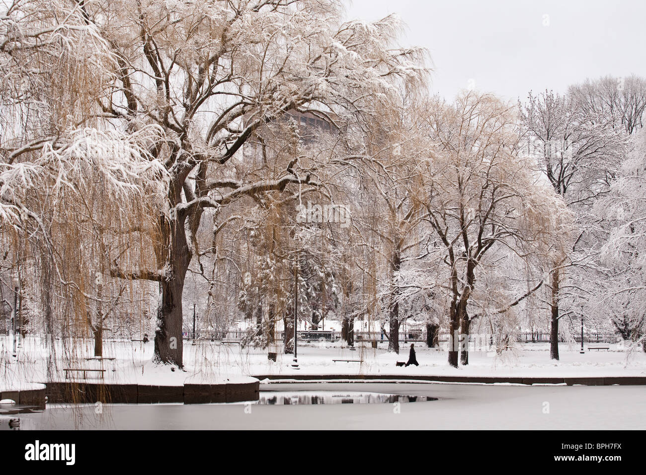 Snow covered trees in a public park, Boston Public Garden, Boston ...