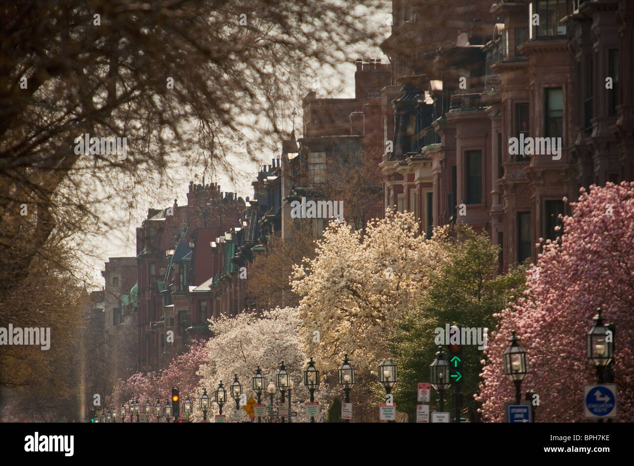 Trees in front of buildings, Commonwealth Avenue, Boston, Suffolk ...
